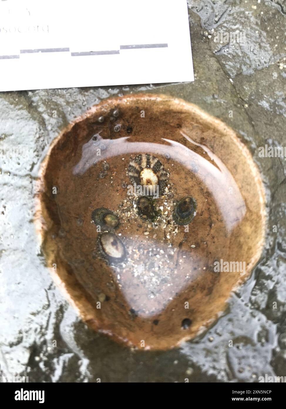 Plate Limpet (Lottia scutum) Mollusca Stock Photo - Alamy