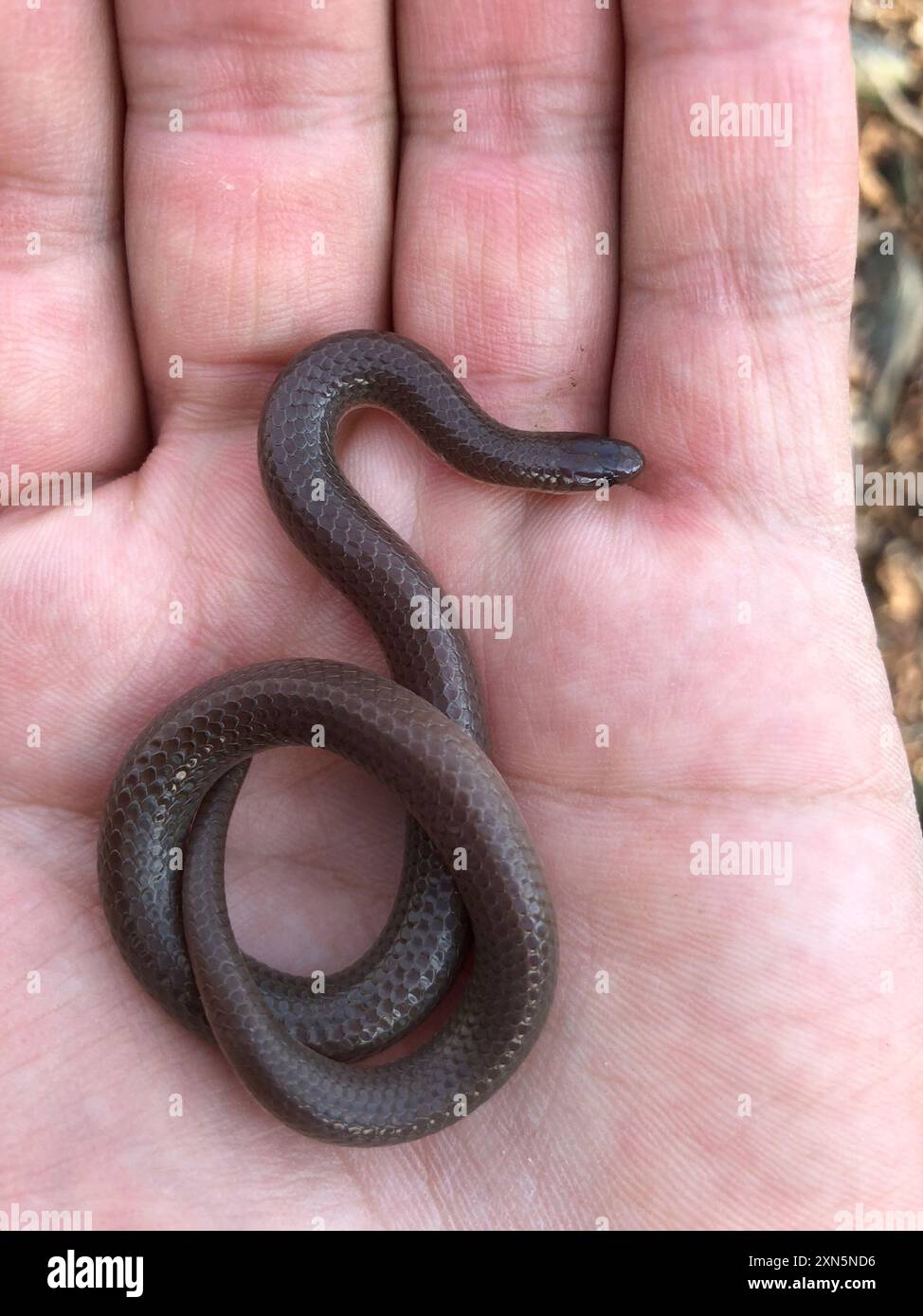 Eastern Wormsnake (Carphophis amoenus amoenus) Reptilia Stock Photo - Alamy