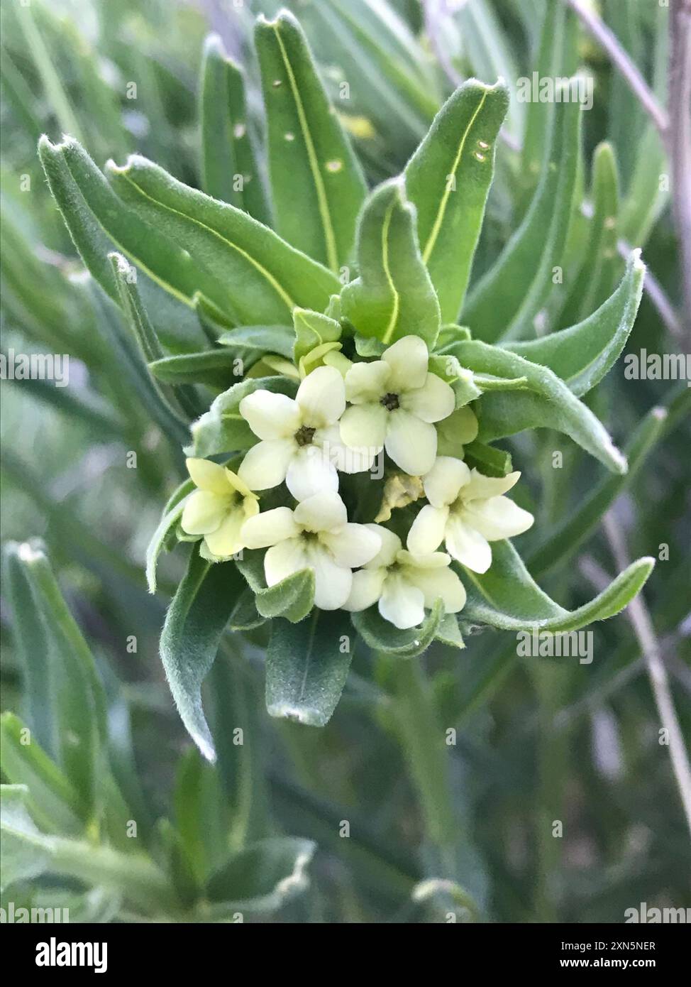 western stoneseed (Lithospermum ruderale) Plantae Stock Photo - Alamy