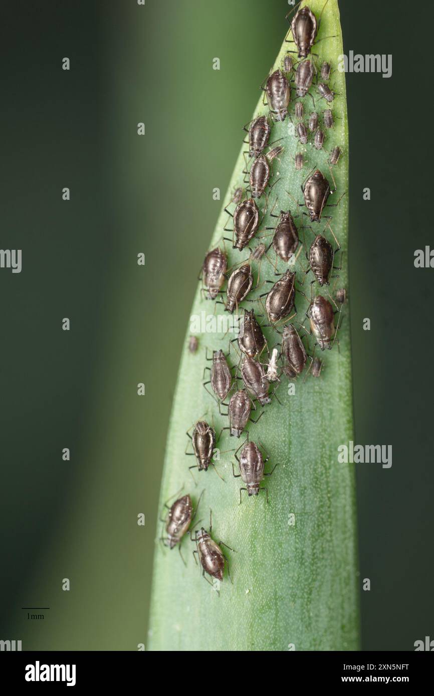 Onion Aphid (Neotoxoptera formosana) Insecta Stock Photo - Alamy
