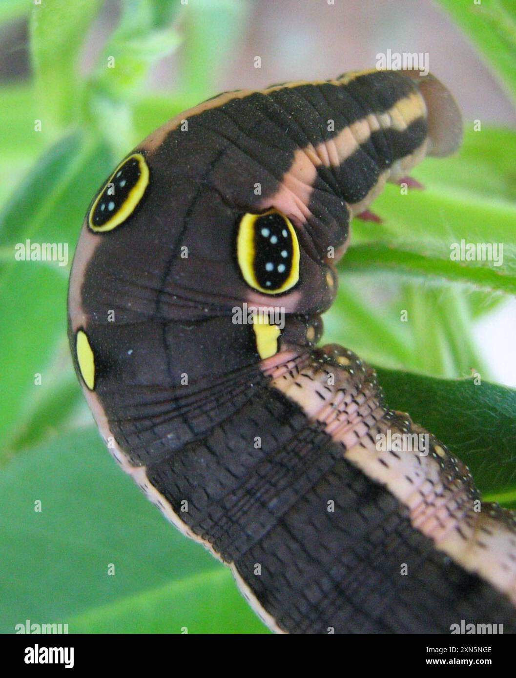 Vine Hawkmoth (Hippotion celerio) Insecta Stock Photo - Alamy