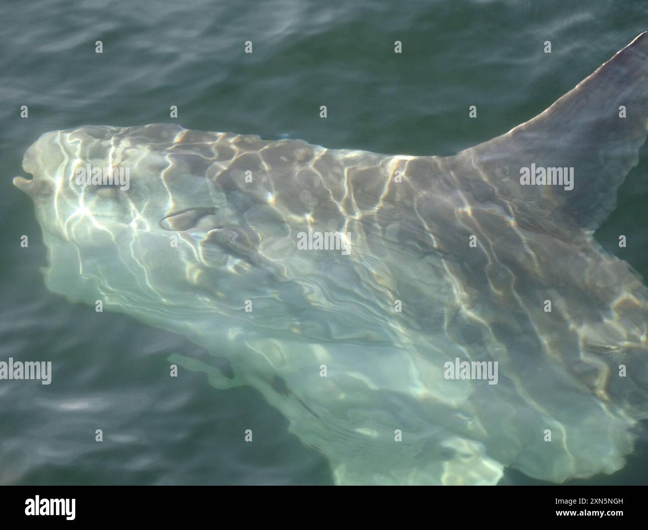 Common Mola (Mola mola) Actinopterygii Stock Photo - Alamy