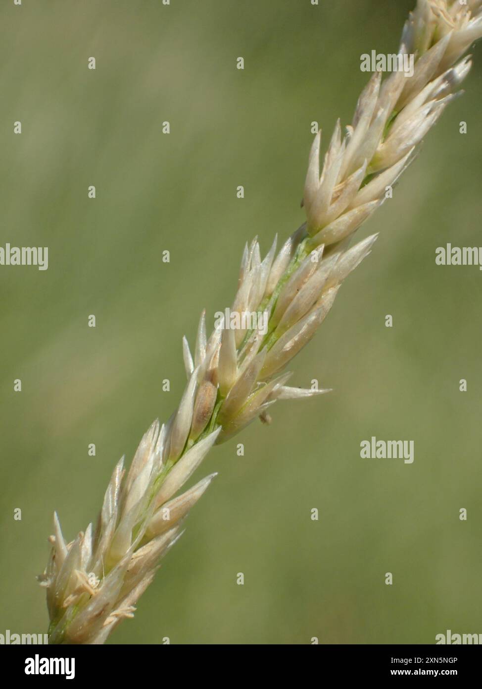 seashore dropseed (Sporobolus virginicus) Plantae Stock Photo - Alamy