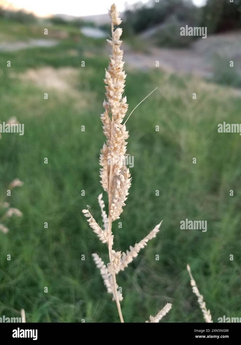 Barnyard Grasses (Echinochloa) Plantae Stock Photo - Alamy