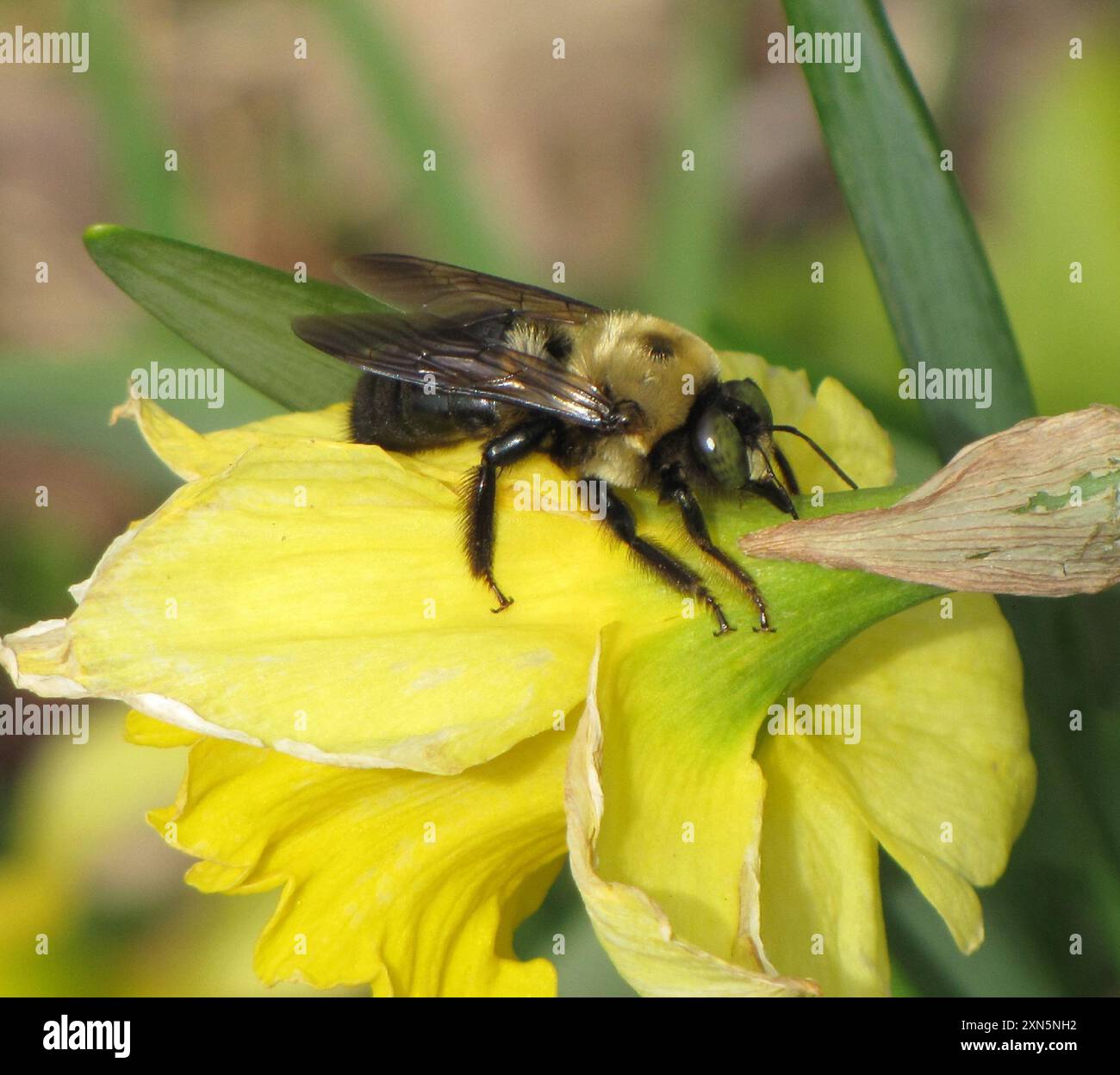 Eastern Carpenter Bee (Xylocopa virginica) Insecta Stock Photo - Alamy