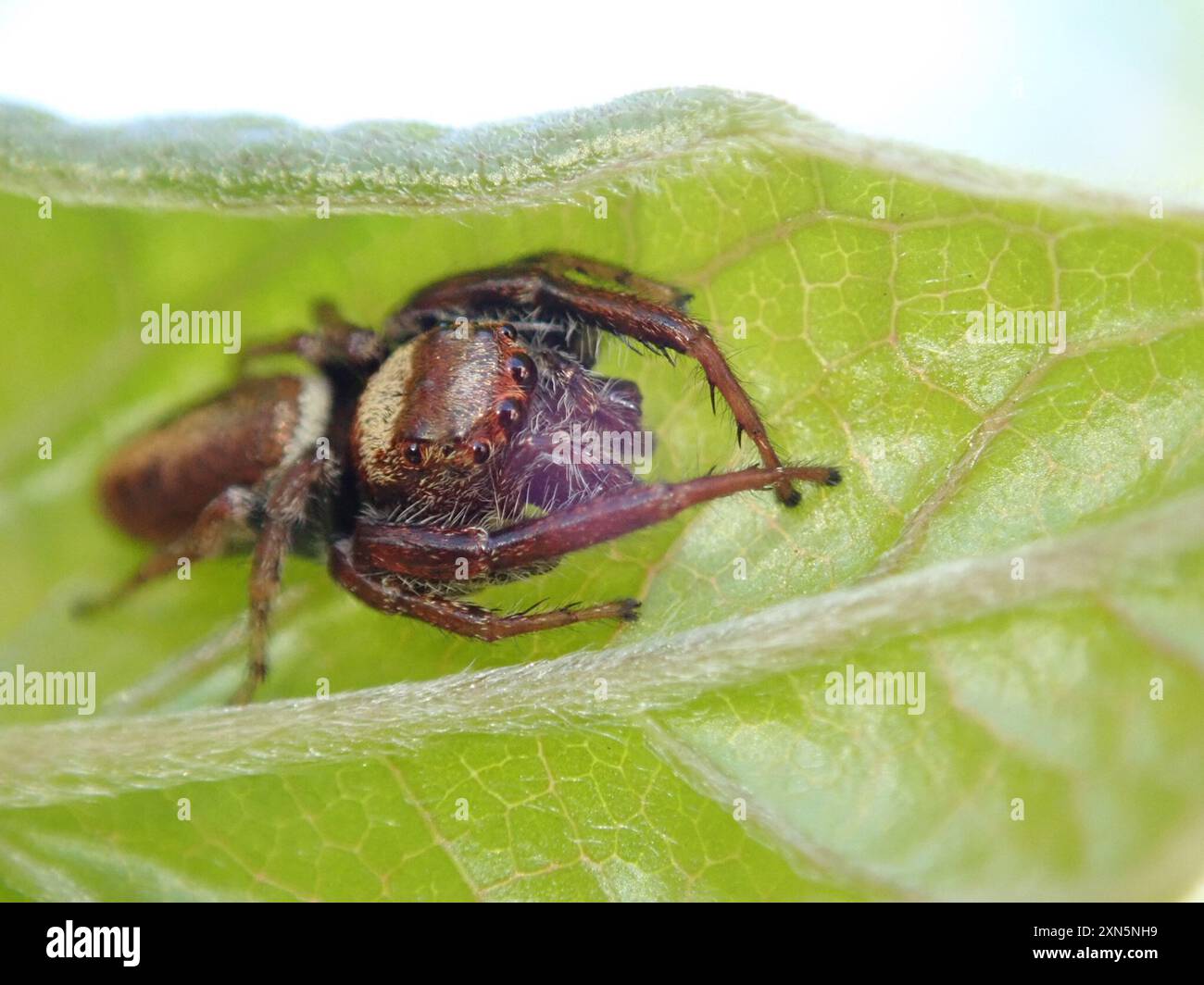 Opisthoncus polyphemus hi-res stock photography and images - Alamy