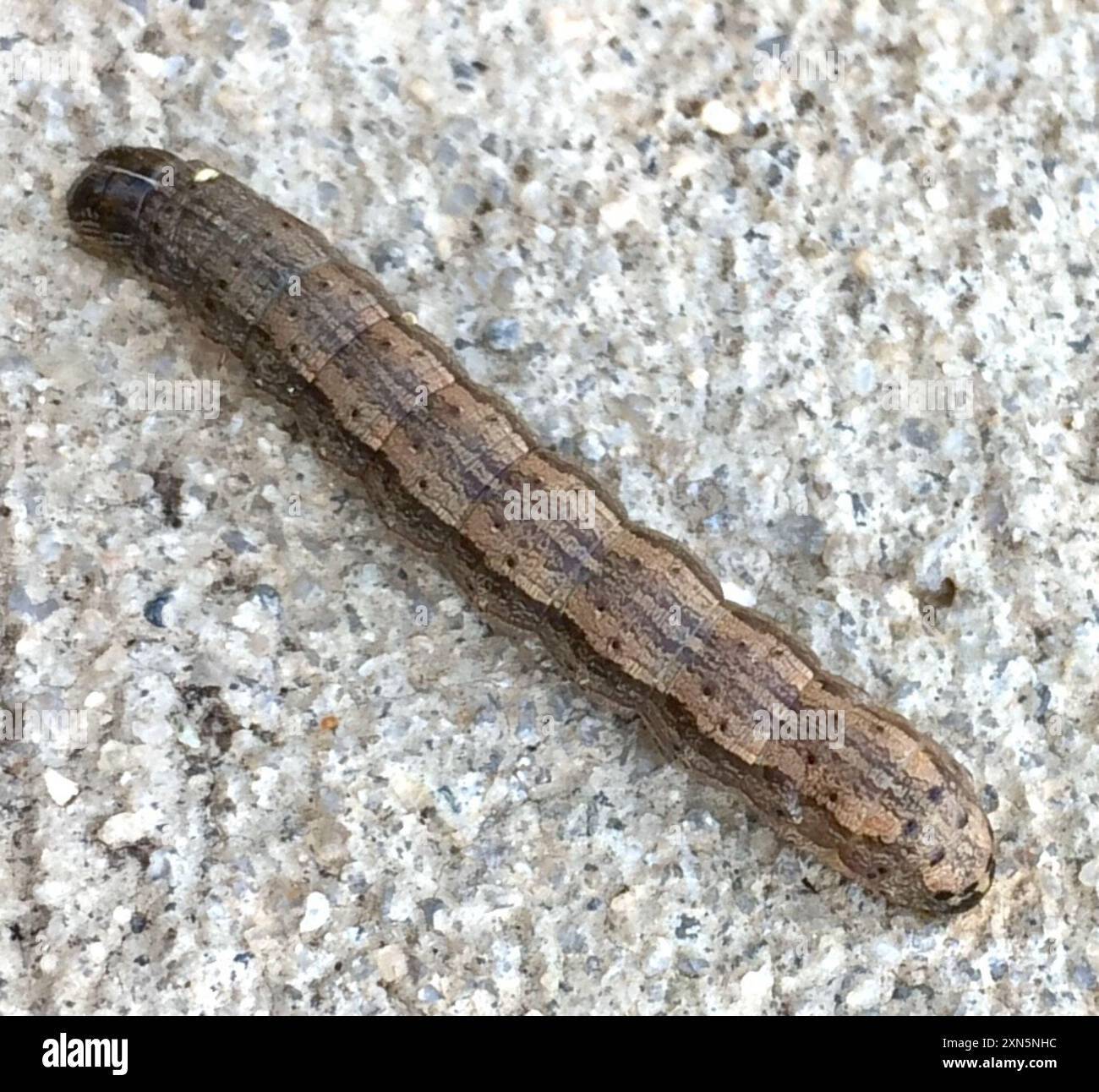 Fall Armyworm Moth (Spodoptera frugiperda) Insecta Stock Photo - Alamy