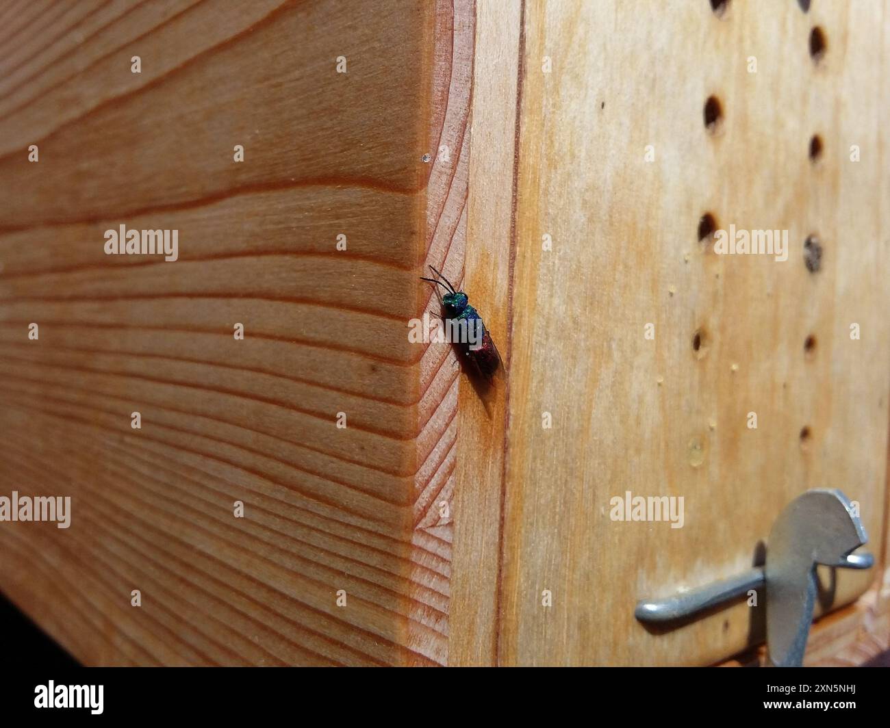 Ruby-tailed Cuckoo Wasps (Chrysis ignita) Insecta Stock Photo - Alamy