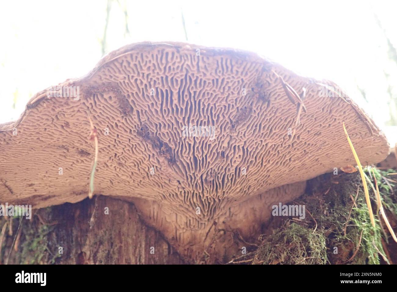Thin-walled Maze Polypore (Daedaleopsis confragosa) Fungi Stock Photo ...
