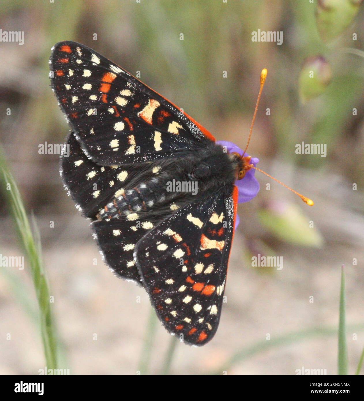 Variable Checkerspot (Euphydryas chalcedona) Insecta Stock Photo - Alamy