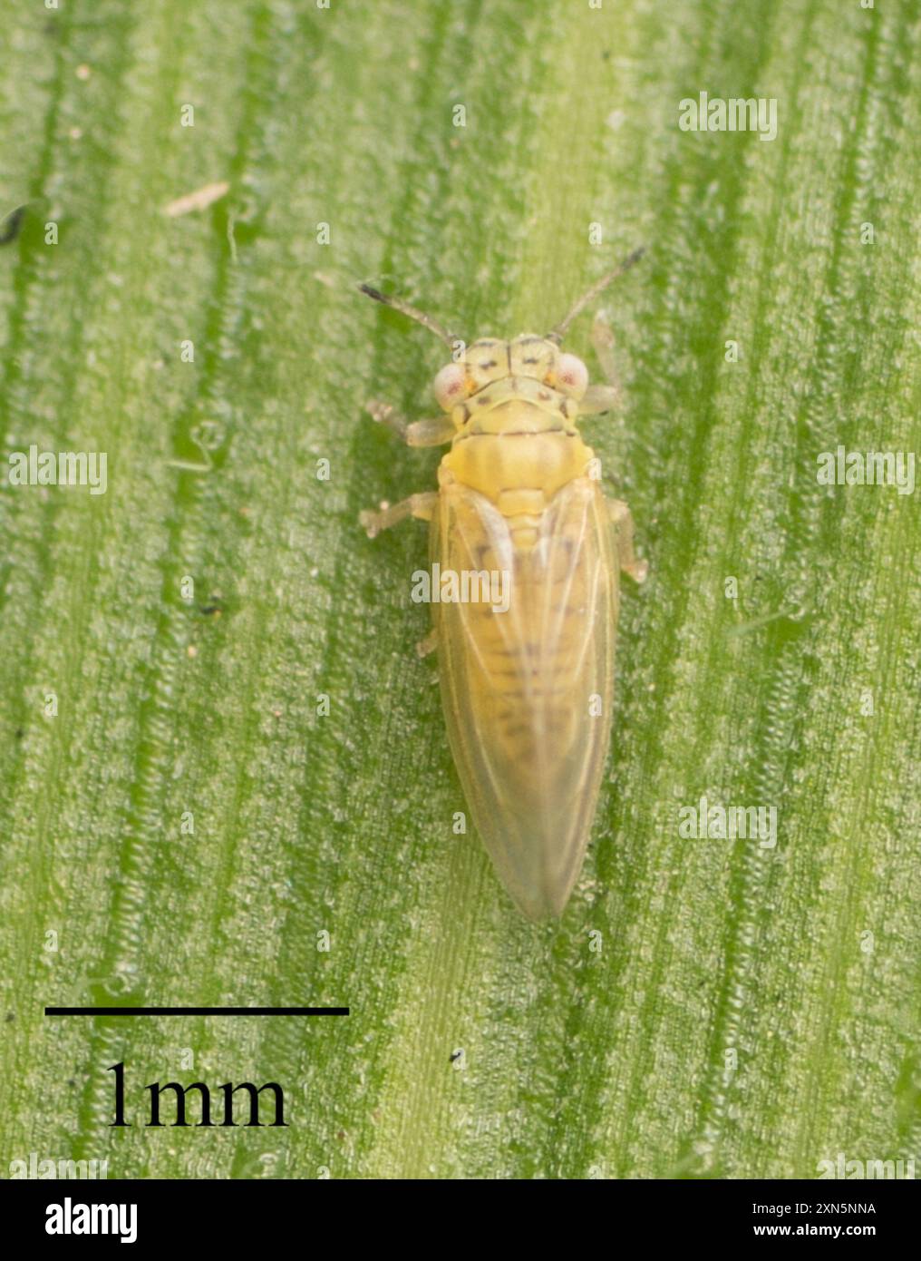 Eucalyptus Shoot Psyllid (Blastopsylla occidentalis) Insecta Stock ...