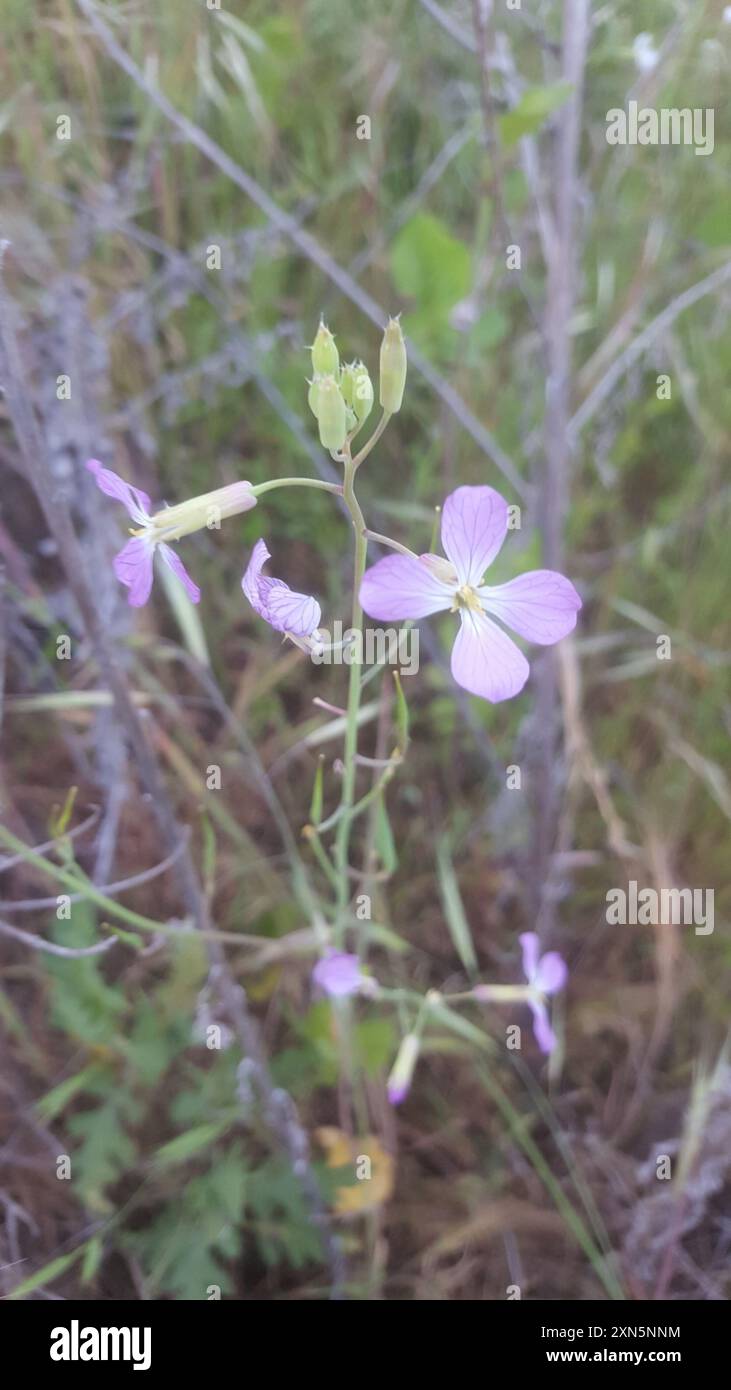 wild and domestic radish (Raphanus raphanistrum sativus) Plantae Stock ...