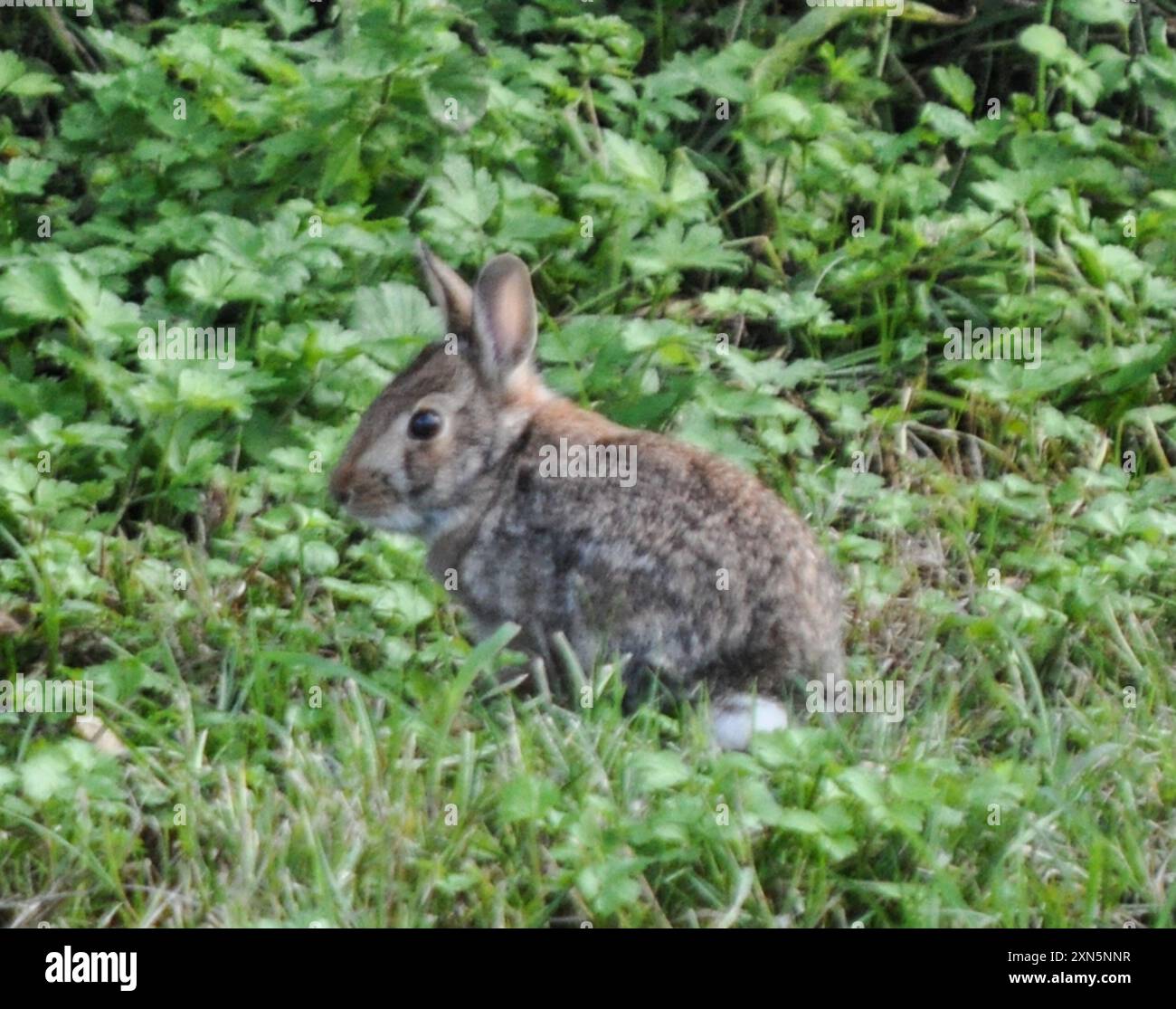 Eastern Cottontail (Sylvilagus floridanus) Mammalia Stock Photo - Alamy