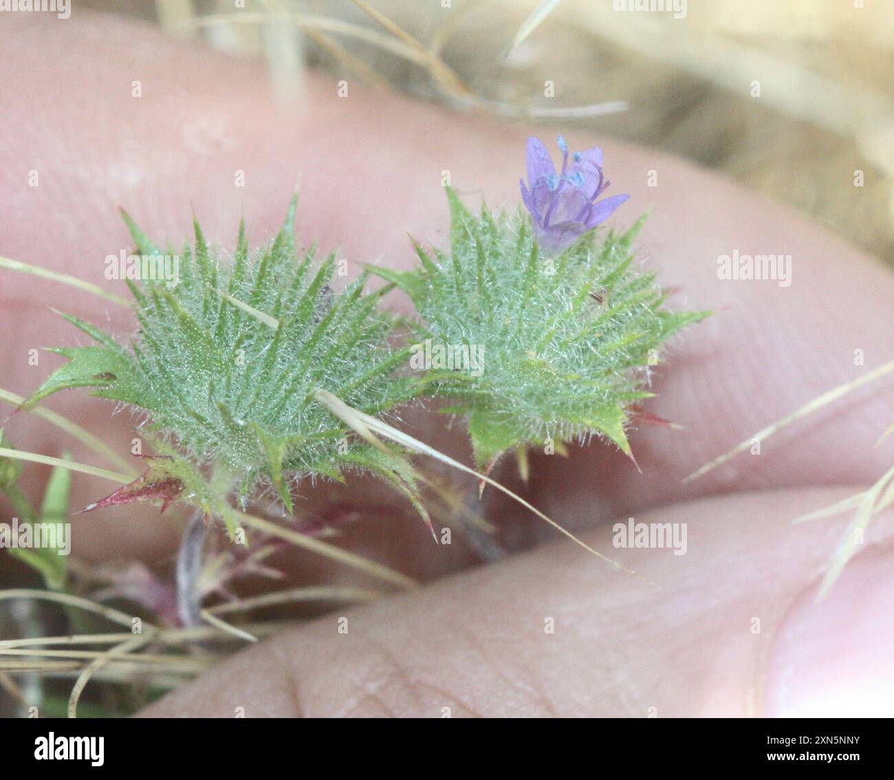 Calistoga Pincushionplant (Navarretia heterodoxa) Plantae Stock Photo ...