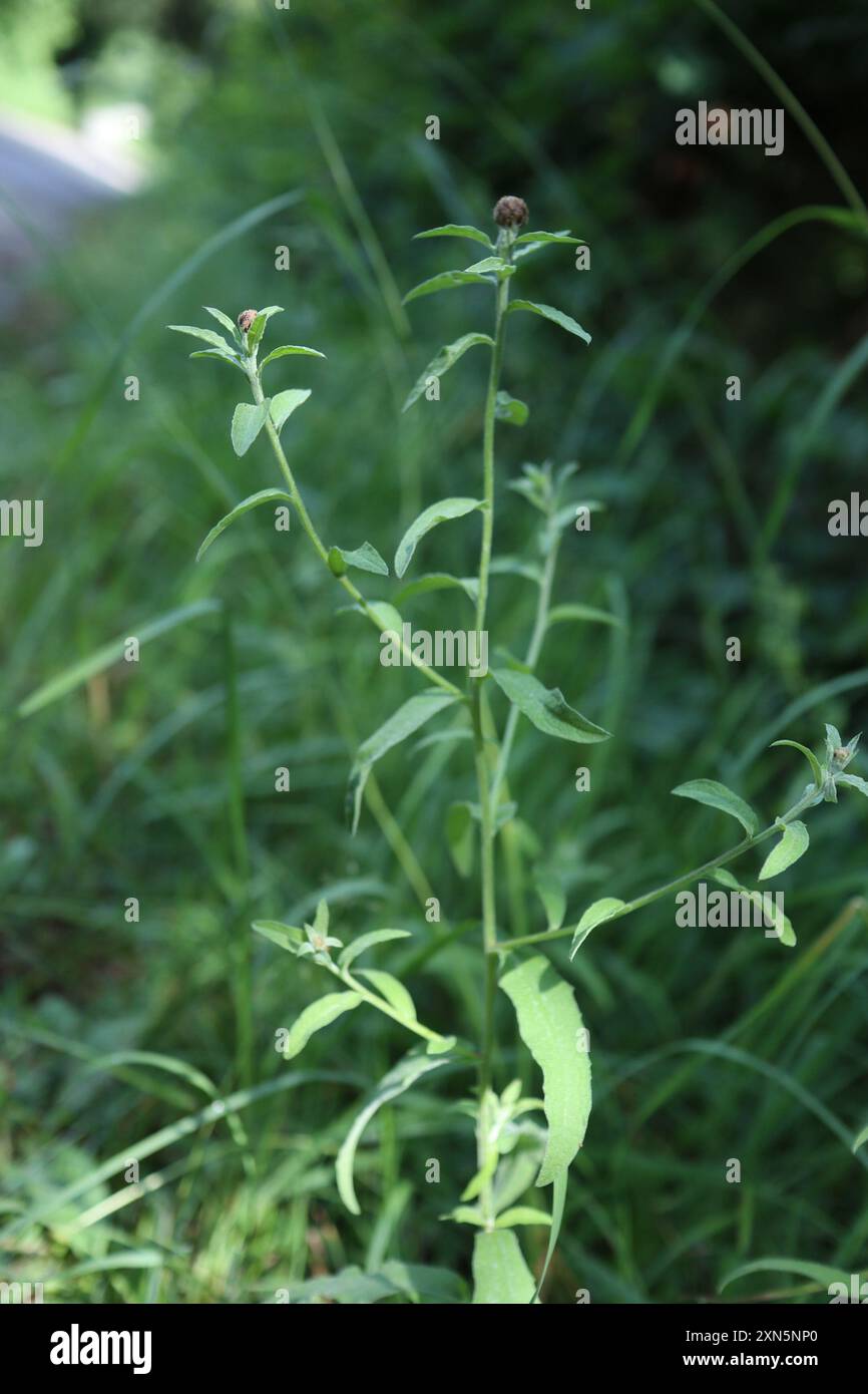 common hedge-nettle (Betonica officinalis) Plantae Stock Photo - Alamy