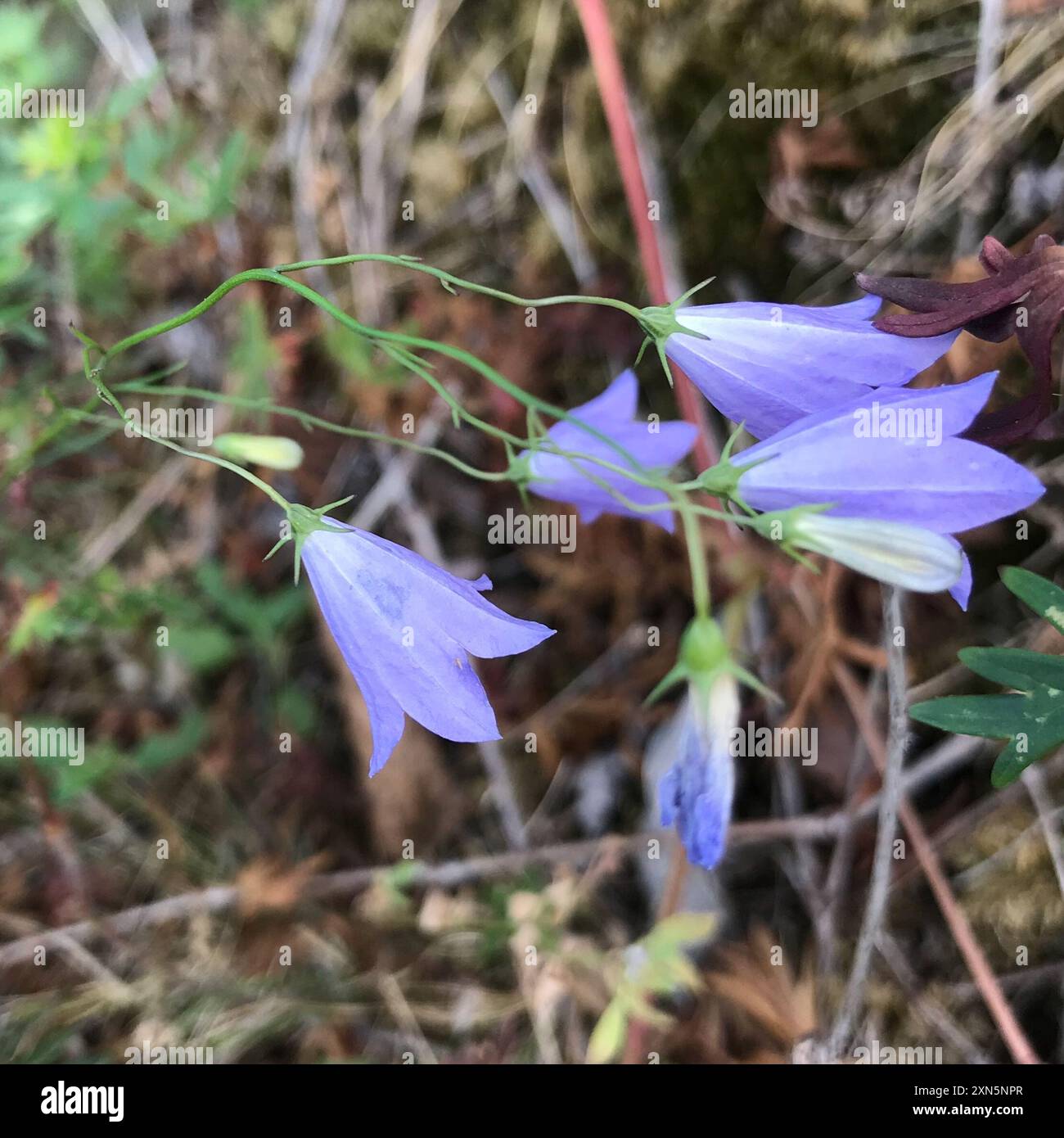 Common Harebell (Campanula rotundifolia) Plantae Stock Photo - Alamy