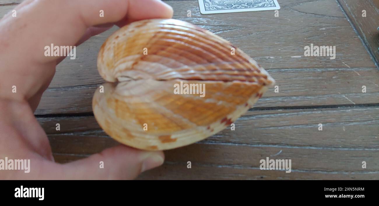 Giant Atlantic Cockle (Dinocardium robustum) Mollusca Stock Photo - Alamy