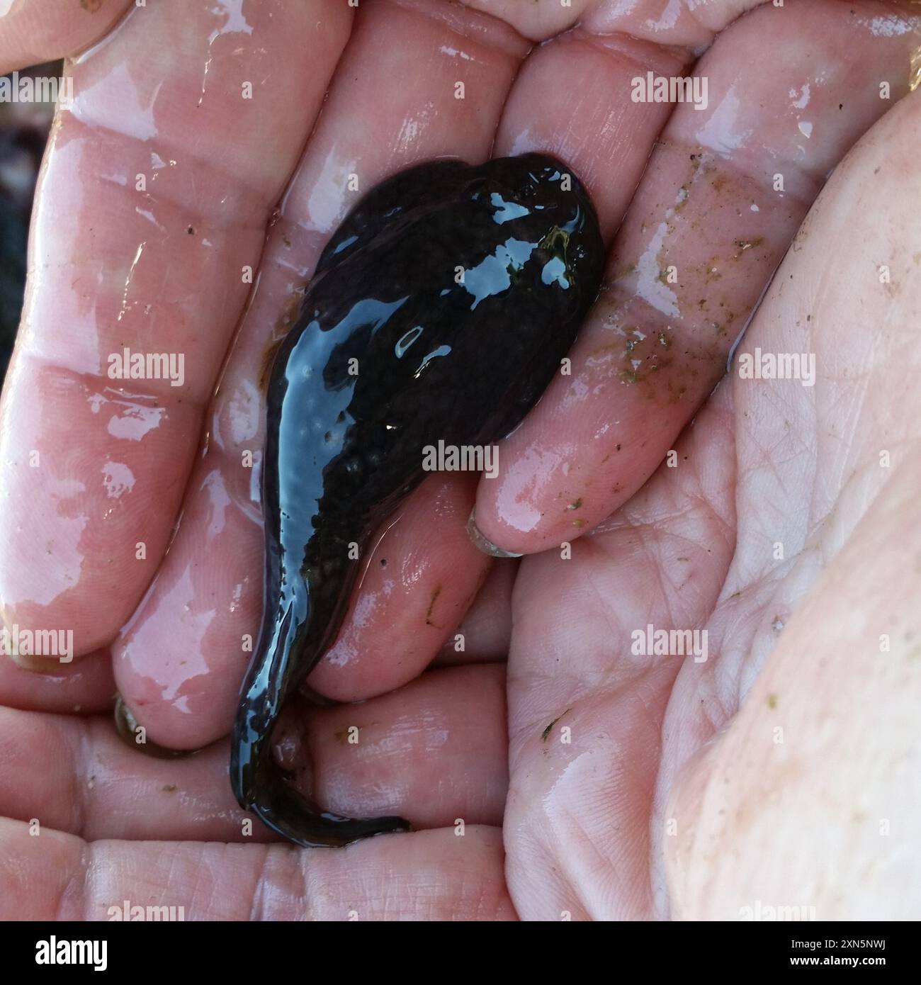 Northern Clingfish (Gobiesox maeandricus) Actinopterygii Stock Photo ...