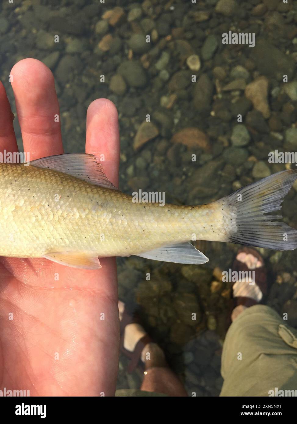 Largescale Sucker (Catostomus macrocheilus) Actinopterygii Stock Photo ...