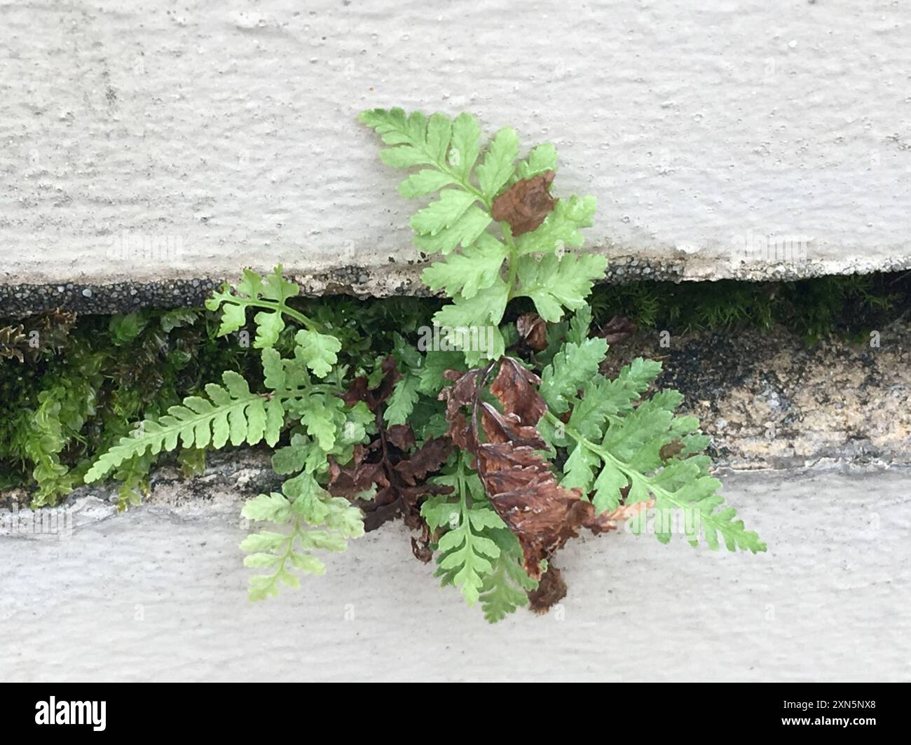 Mackay's Fragile Fern (Cystopteris tenuis) Plantae Stock Photo - Alamy