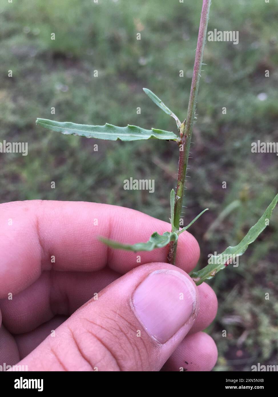 Pinyon Evening Primrose (Oenothera podocarpa) Plantae Stock Photo - Alamy