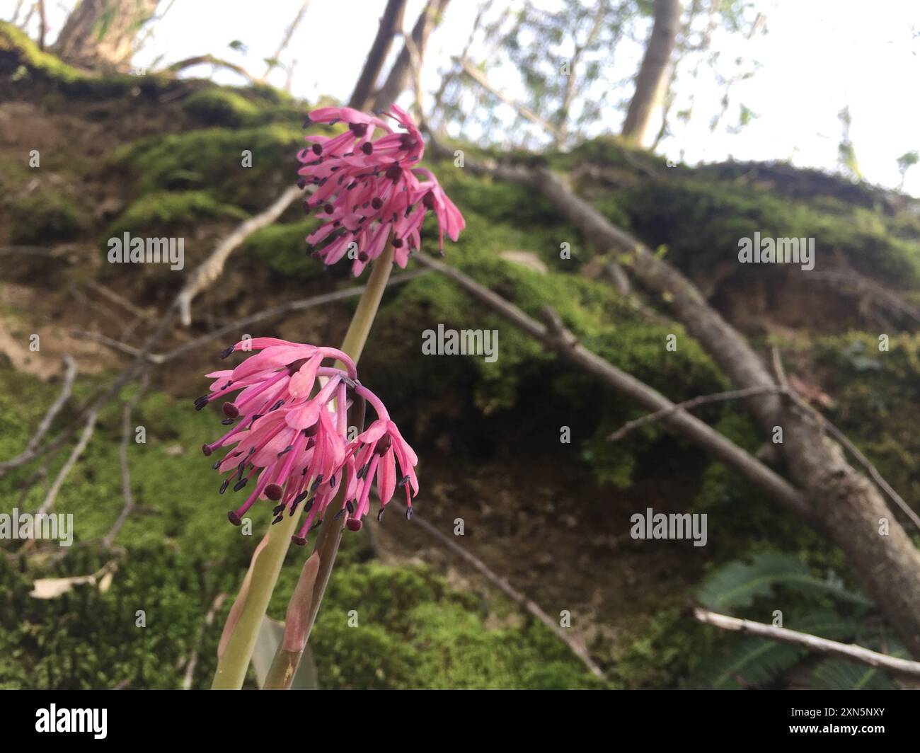 Oriental Swamp Pink (Heloniopsis orientalis) Plantae Stock Photo - Alamy