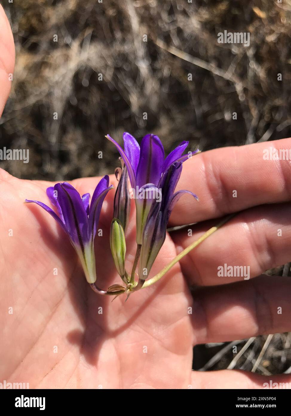 harvest brodiaea (Brodiaea elegans) Plantae Stock Photo - Alamy