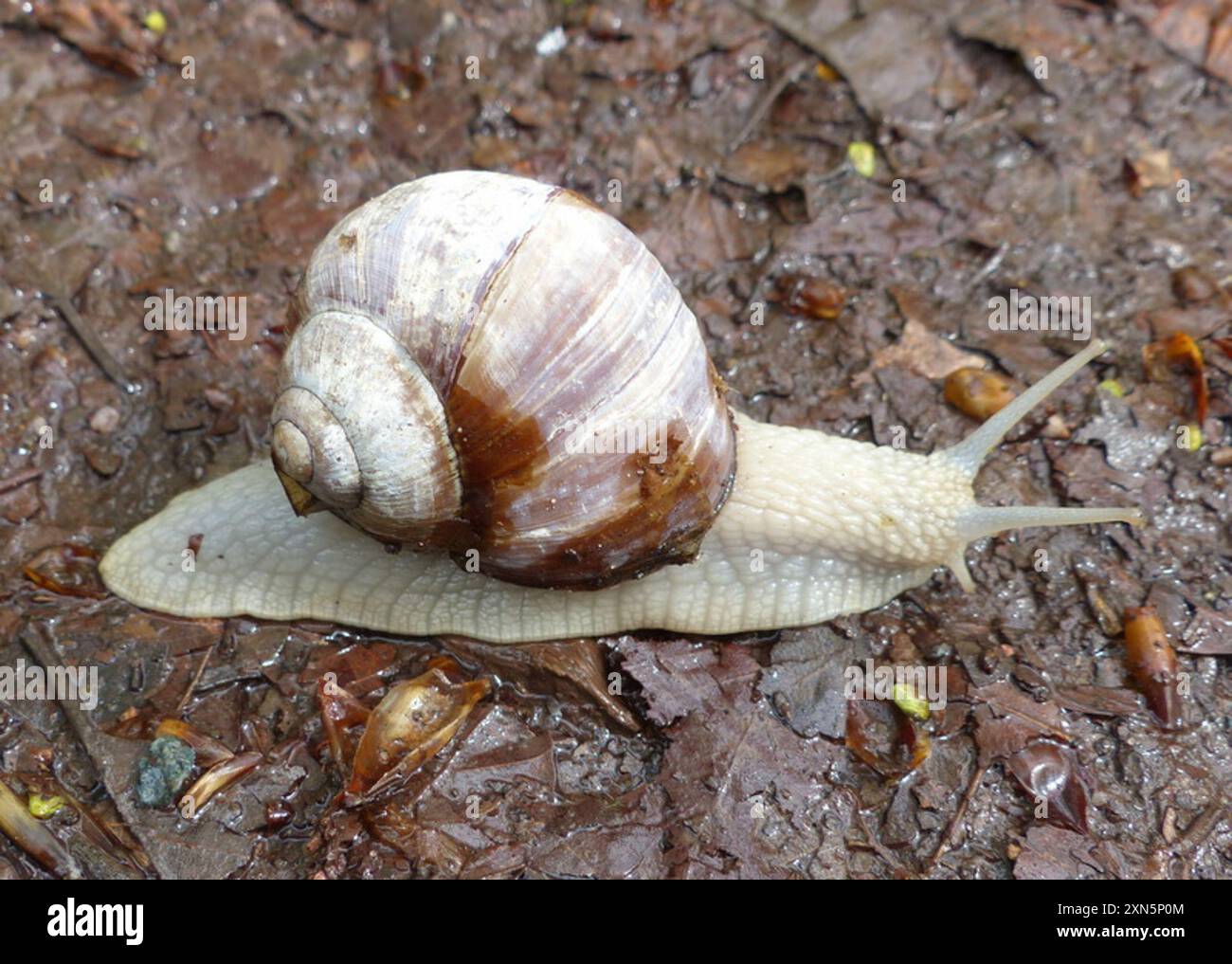 Roman Snail (Helix pomatia) Mollusca Stock Photo - Alamy