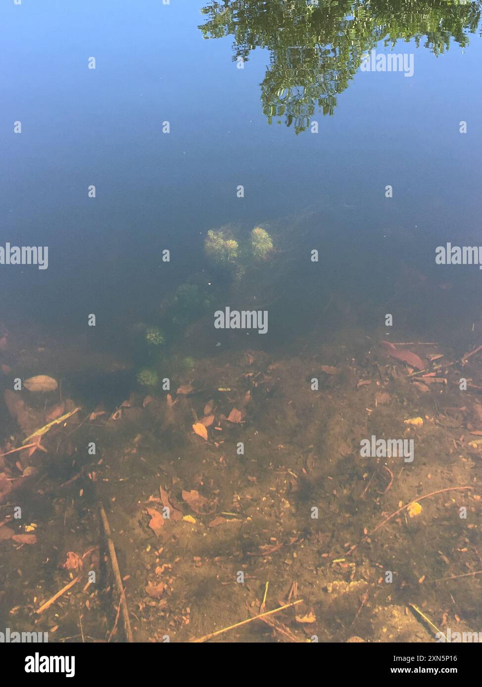 Sessile Marshweed (Limnophila sessiliflora) Plantae Stock Photo - Alamy