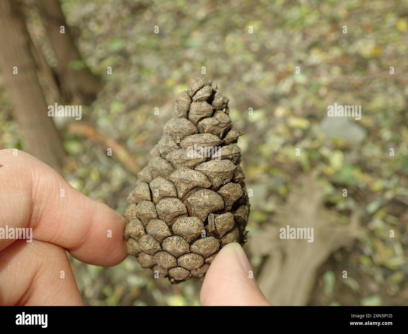 pines (Pinus) Plantae Stock Photo - Alamy