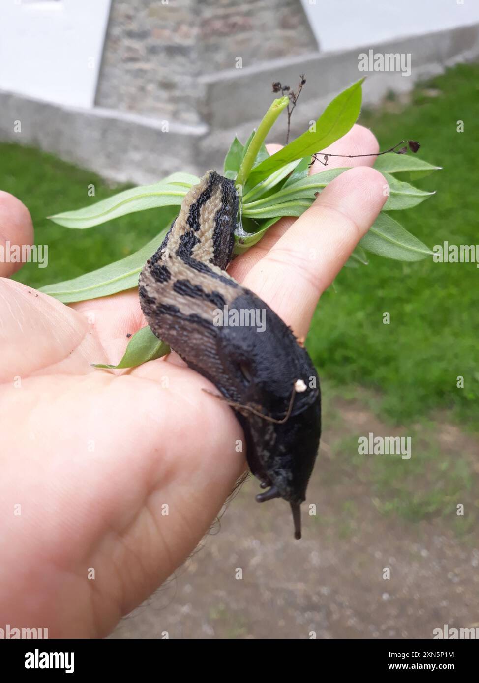 Ash-black Slug (Limax cinereoniger) Mollusca Stock Photo - Alamy