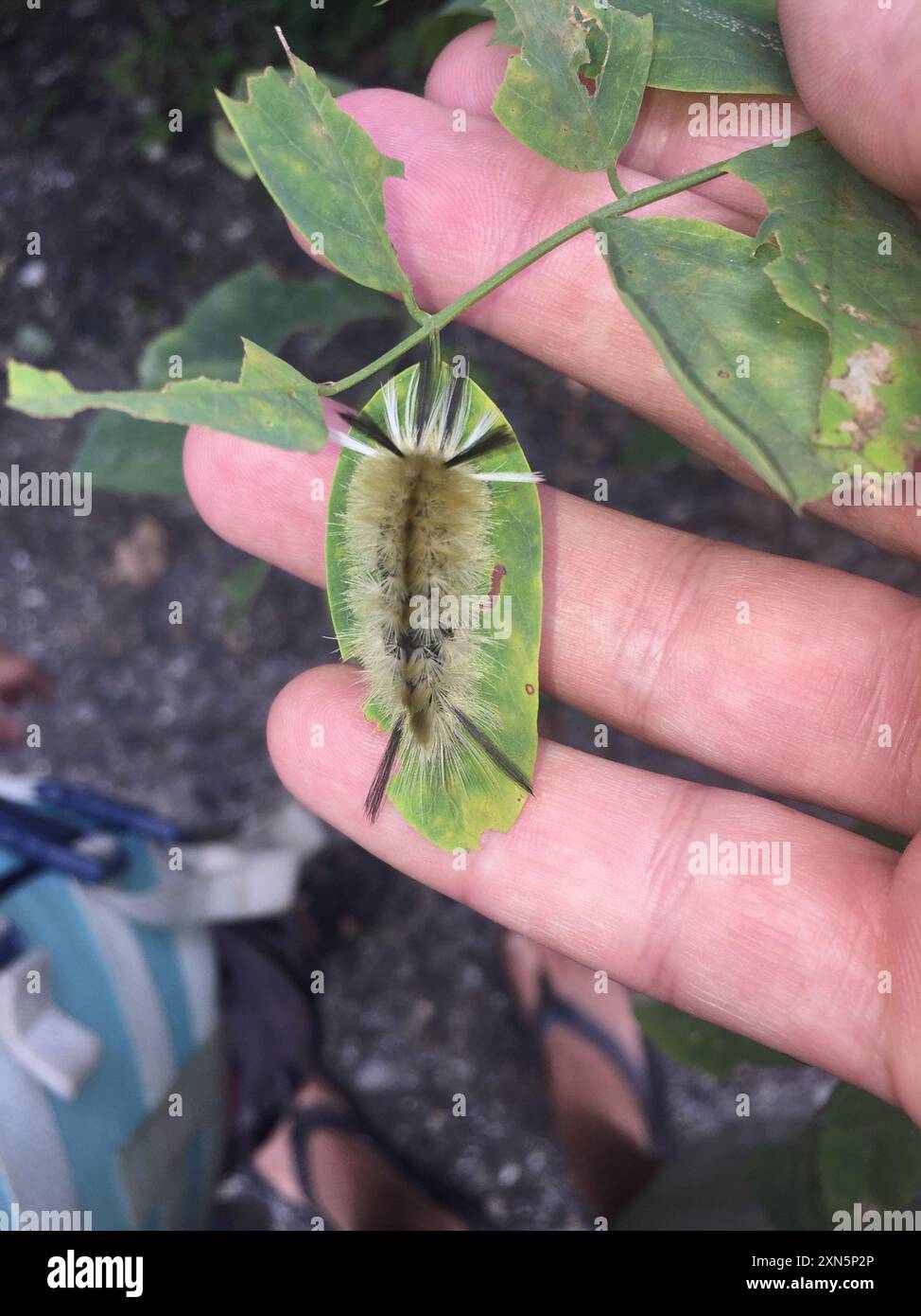 Banded Tussock Moth (Halysidota tessellaris) Insecta Stock Photo - Alamy