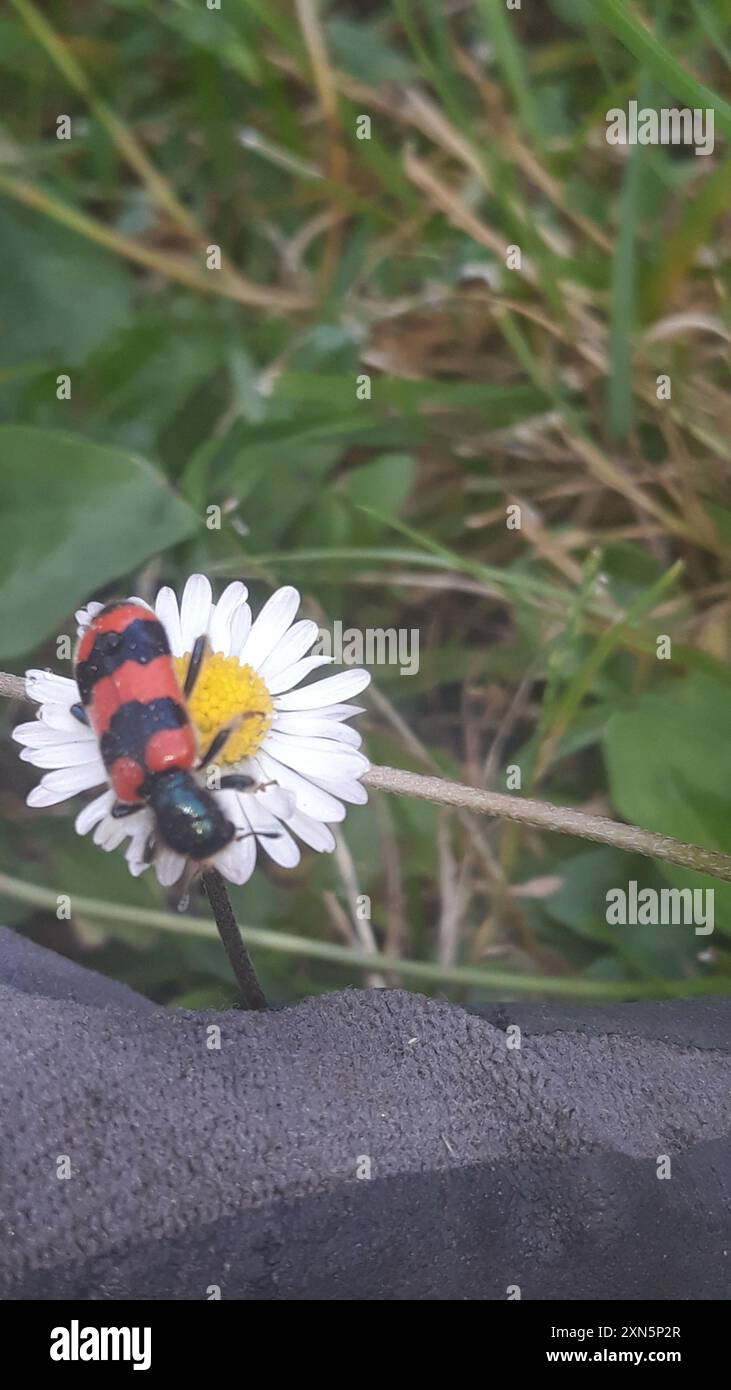 Bee-eating Beetle (Trichodes apiarius) Insecta Stock Photo - Alamy