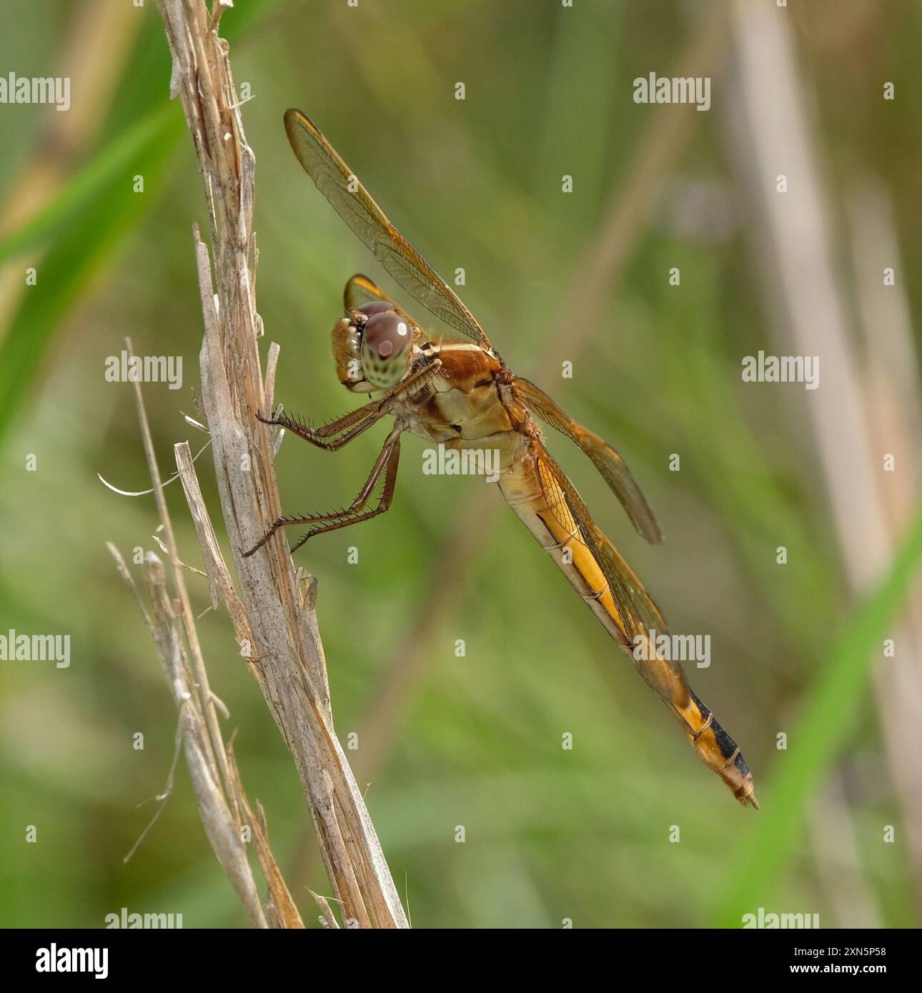 Needham's Skimmer (Libellula needhami) Insecta Stock Photo - Alamy