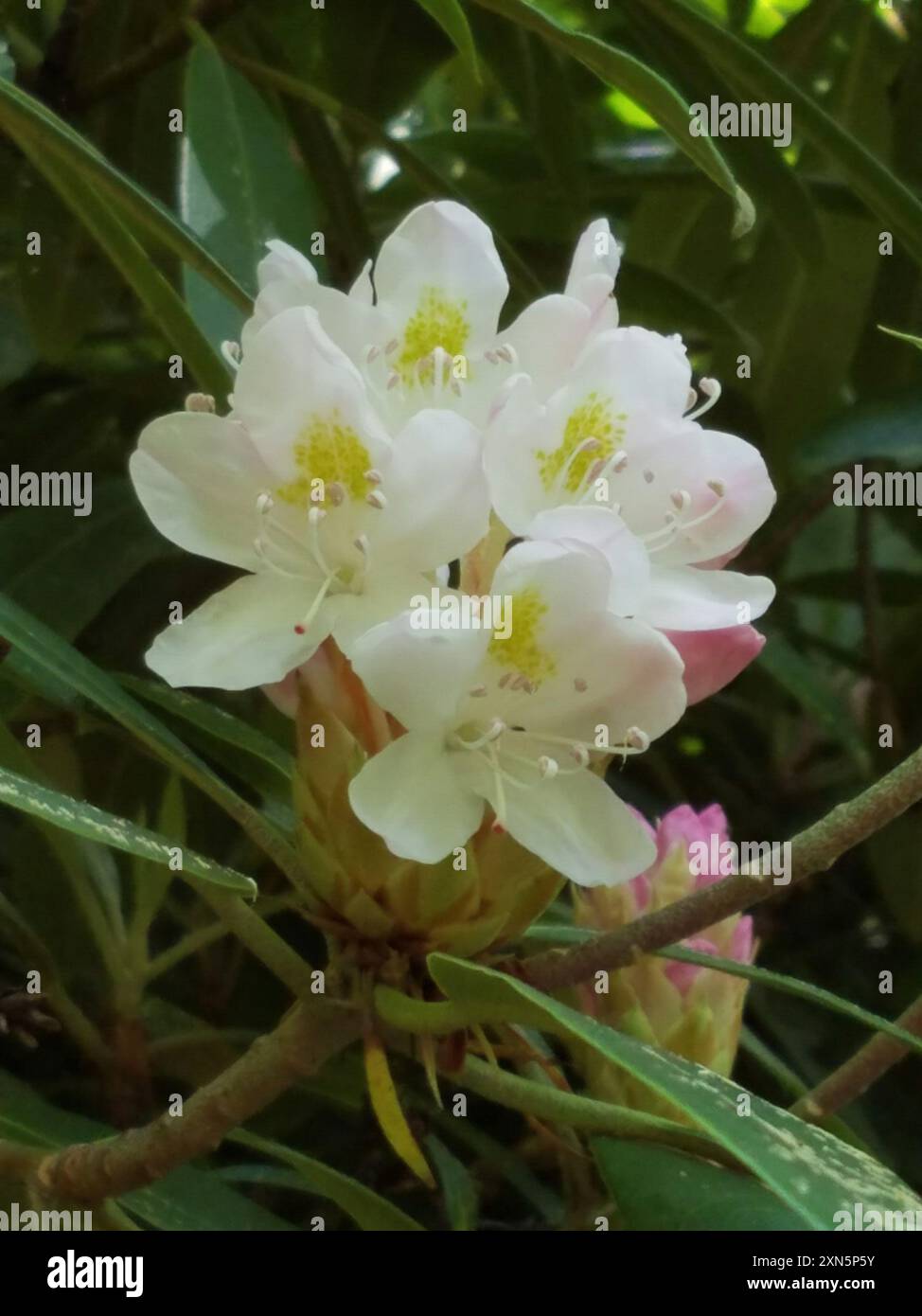 great rhododendron (Rhododendron maximum) Plantae Stock Photo - Alamy