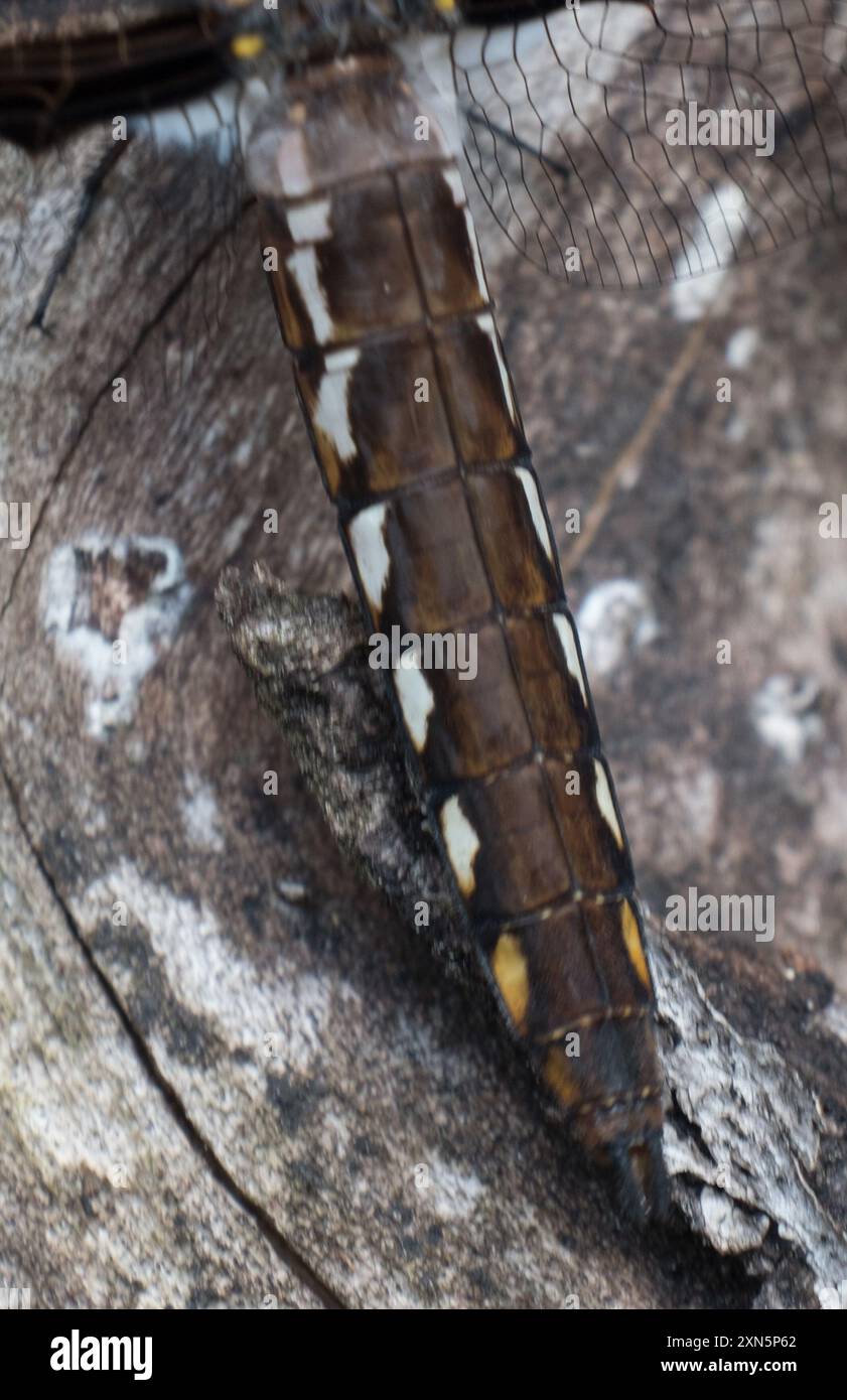 Common Whitetail (Plathemis lydia) Insecta Stock Photo - Alamy