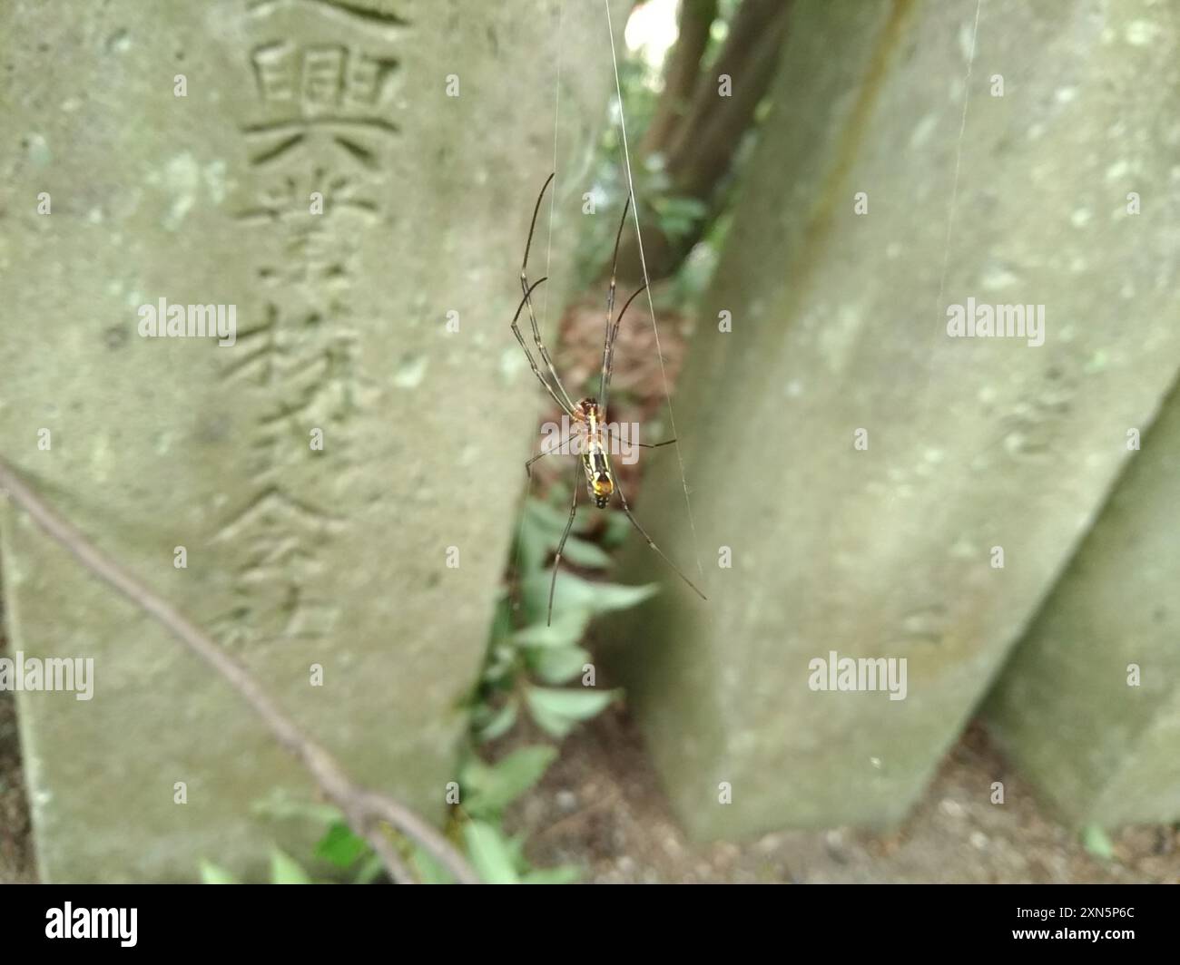 Joro Spider (Trichonephila clavata) Arachnida Stock Photo - Alamy