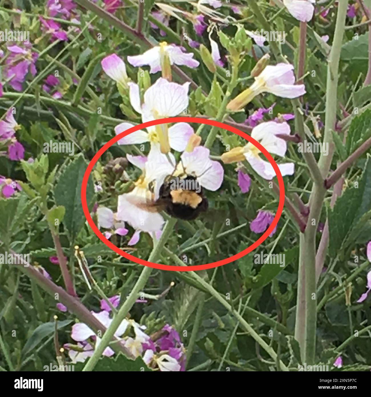 California Bumble Bee (Bombus californicus) Insecta Stock Photo - Alamy