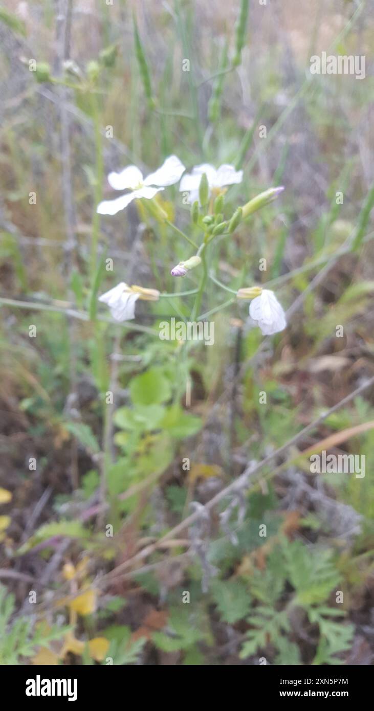 wild and domestic radish (Raphanus raphanistrum sativus) Plantae Stock ...