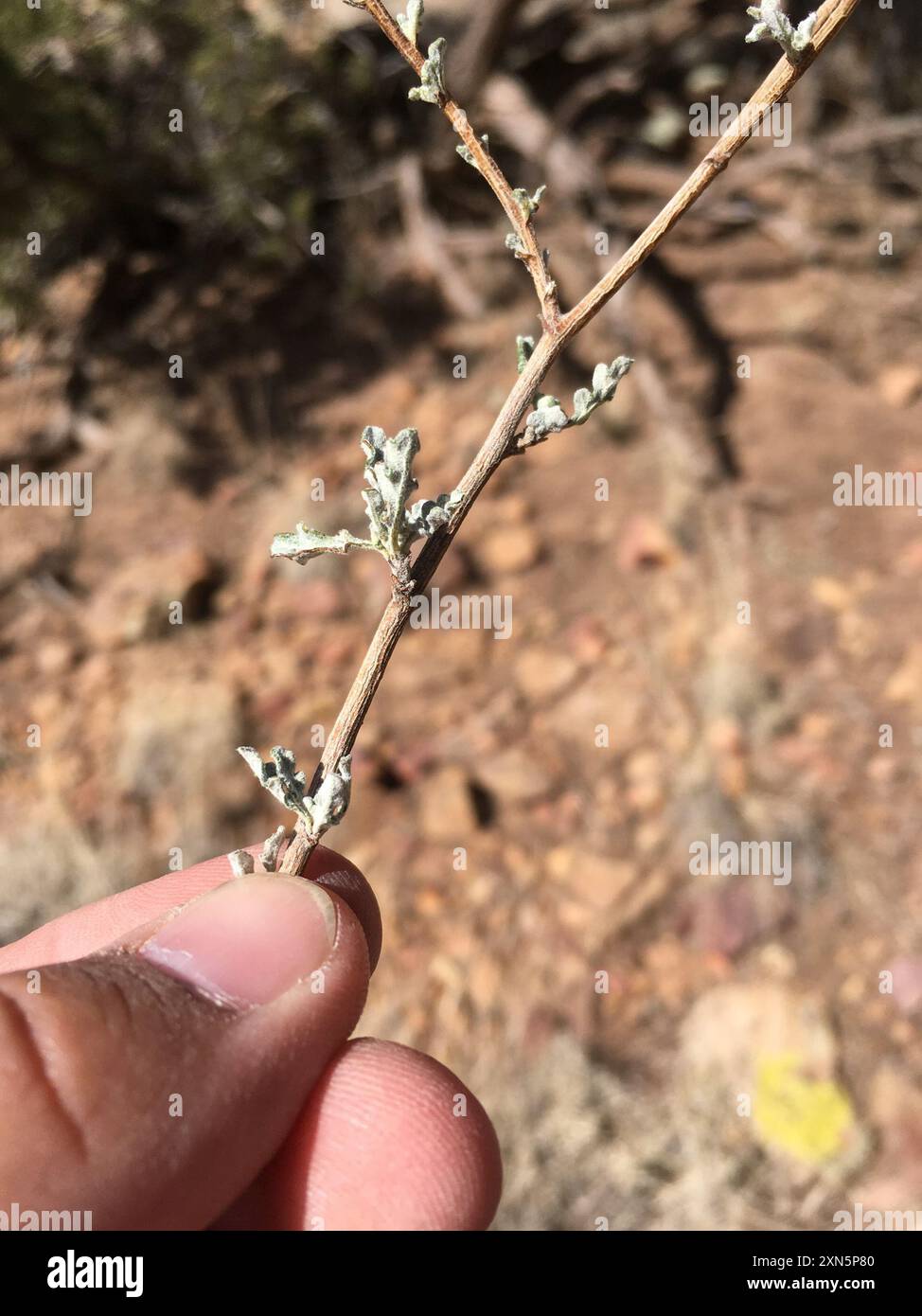 mariola (Parthenium incanum) Plantae Stock Photo - Alamy
