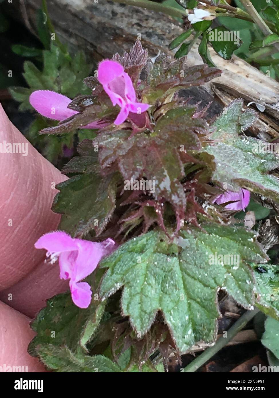 cutleaf deadnettle (Lamium hybridum) Plantae Stock Photo - Alamy