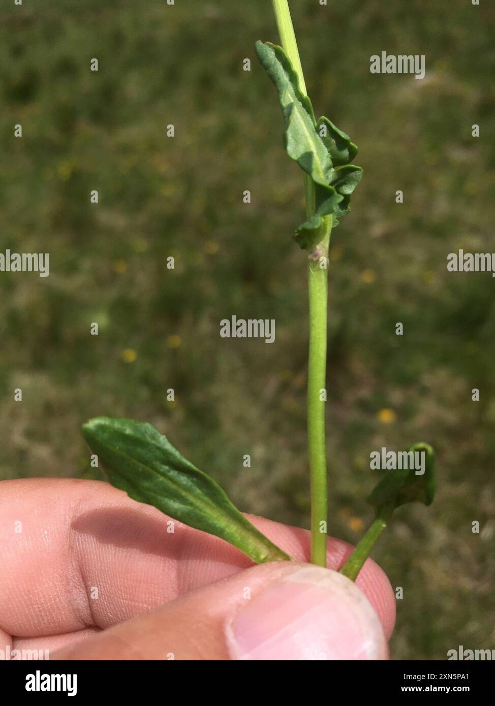 Splitleaf Groundsel (Packera dimorphophylla) Plantae Stock Photo - Alamy