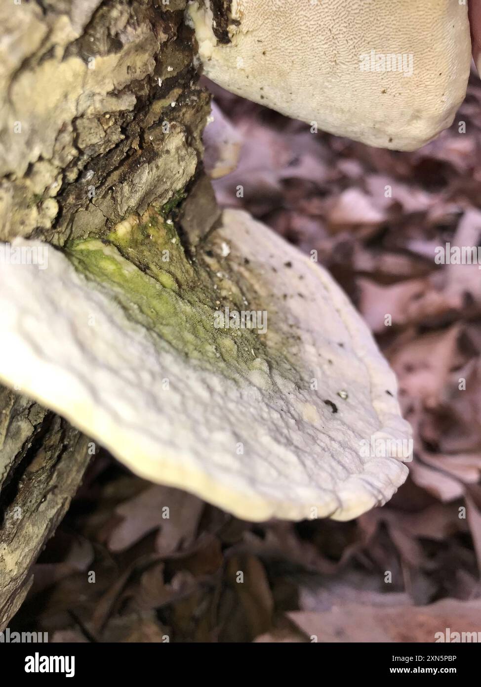 Lumpy Bracket (Trametes gibbosa) Fungi Stock Photo - Alamy