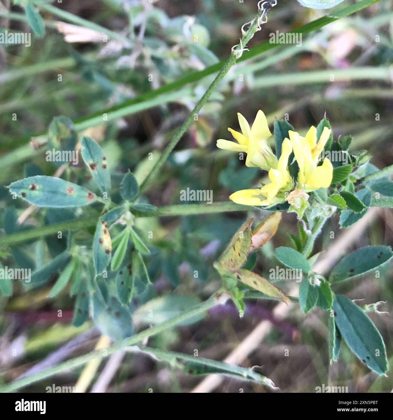 sickle alfalfa (Medicago falcata) Plantae Stock Photo - Alamy