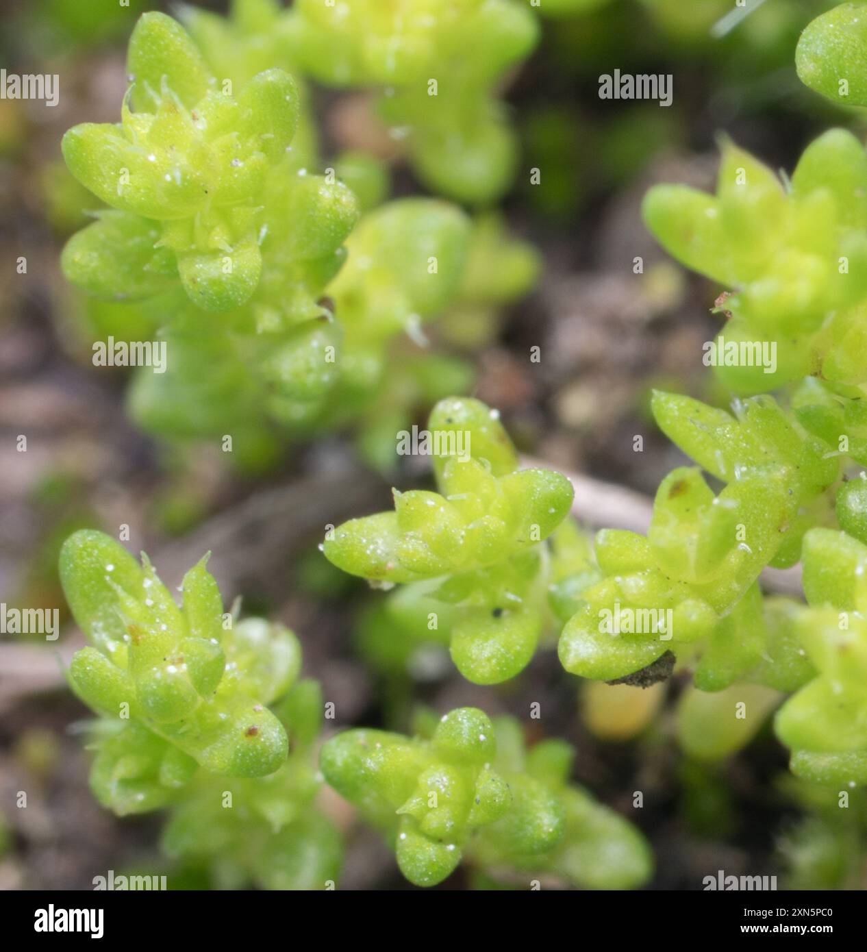 sand pygmyweed (Crassula connata) Plantae Stock Photo - Alamy