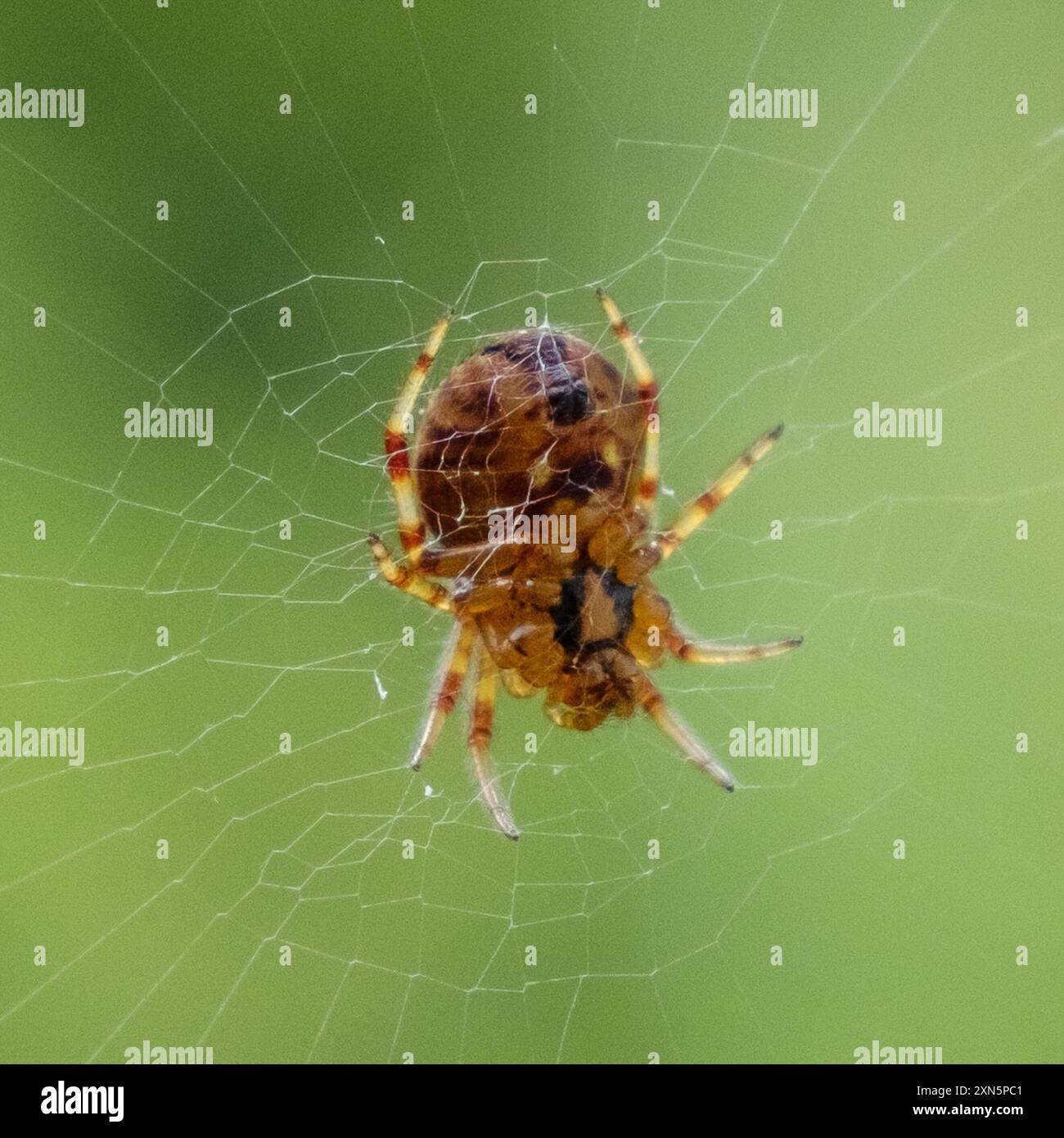 Arabesque Orbweaver (Neoscona arabesca) Arachnida Stock Photo - Alamy