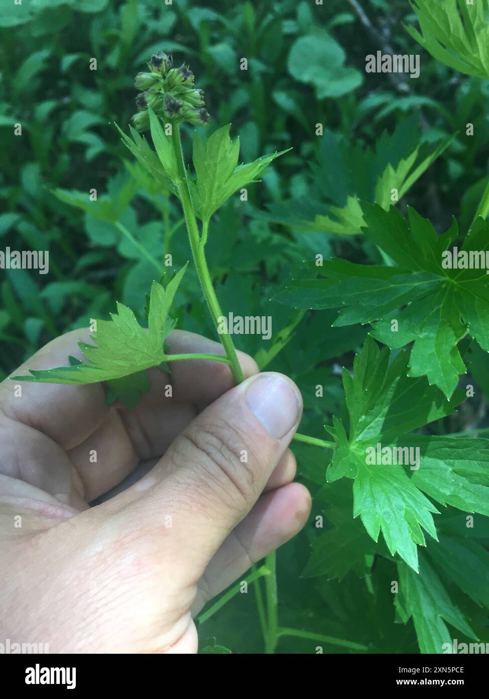 Subalpine Larkspur (Delphinium barbeyi) Plantae Stock Photo - Alamy