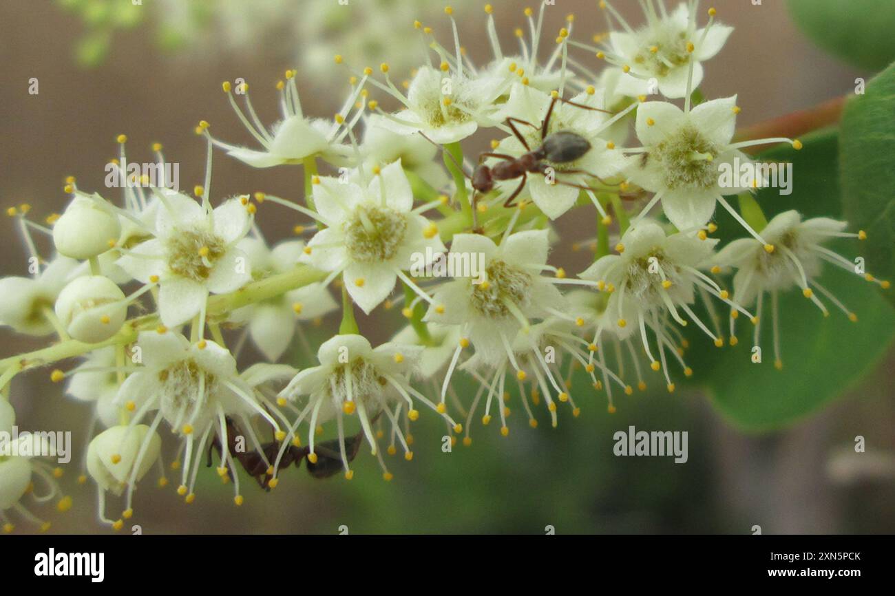 Large Pugnacious Ant (Anoplolepis custodiens) Insecta Stock Photo - Alamy