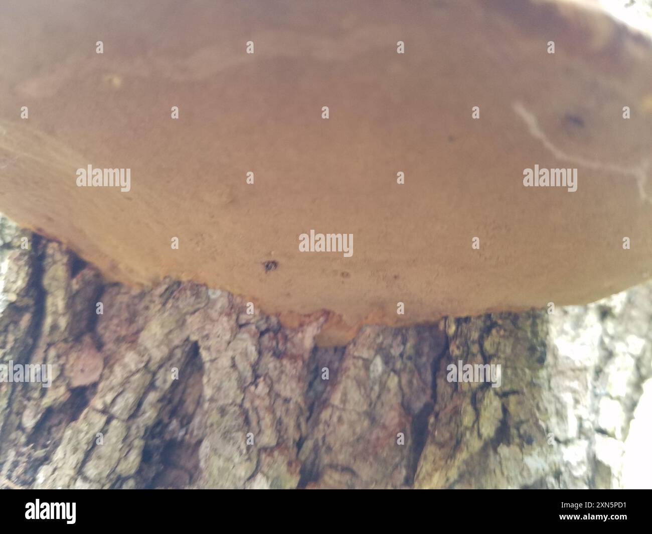 Cracked Cap Polypore (Fulvifomes robiniae) Fungi Stock Photo - Alamy