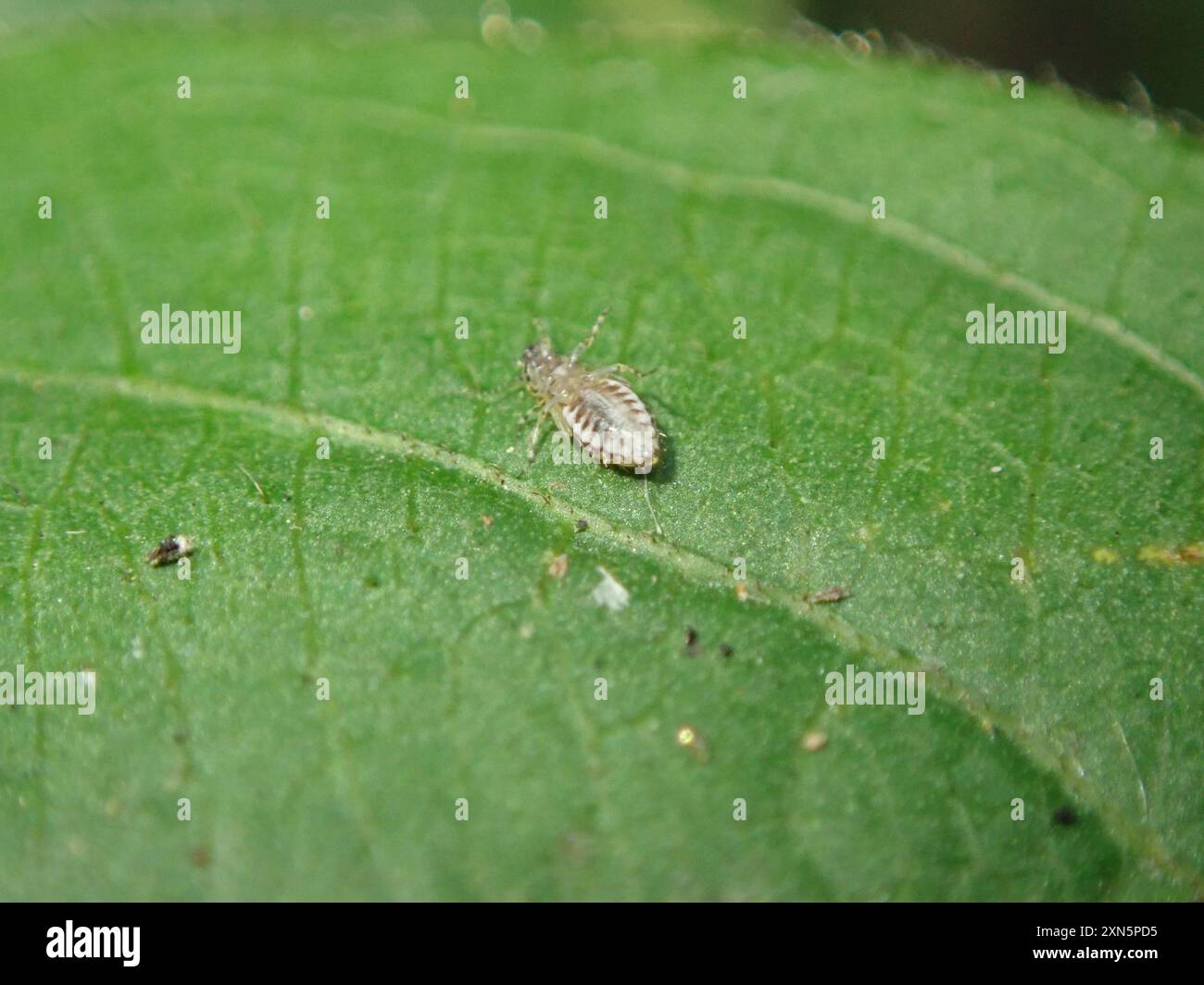 Barklice, Booklice, and Parasitic Lice (Psocodea) Insecta Stock Photo ...